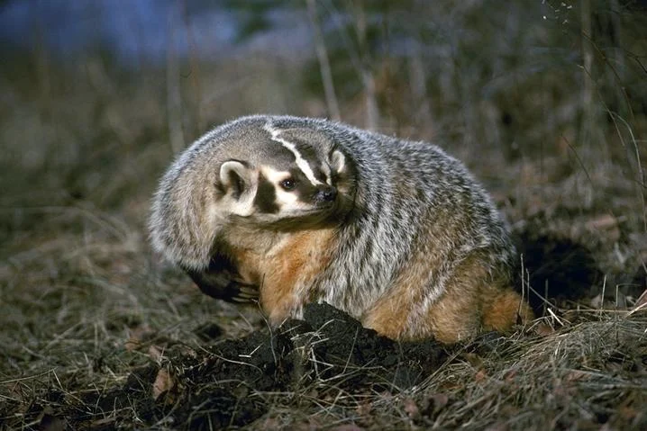 What Is A Furbearer? — Furbearer Conservation