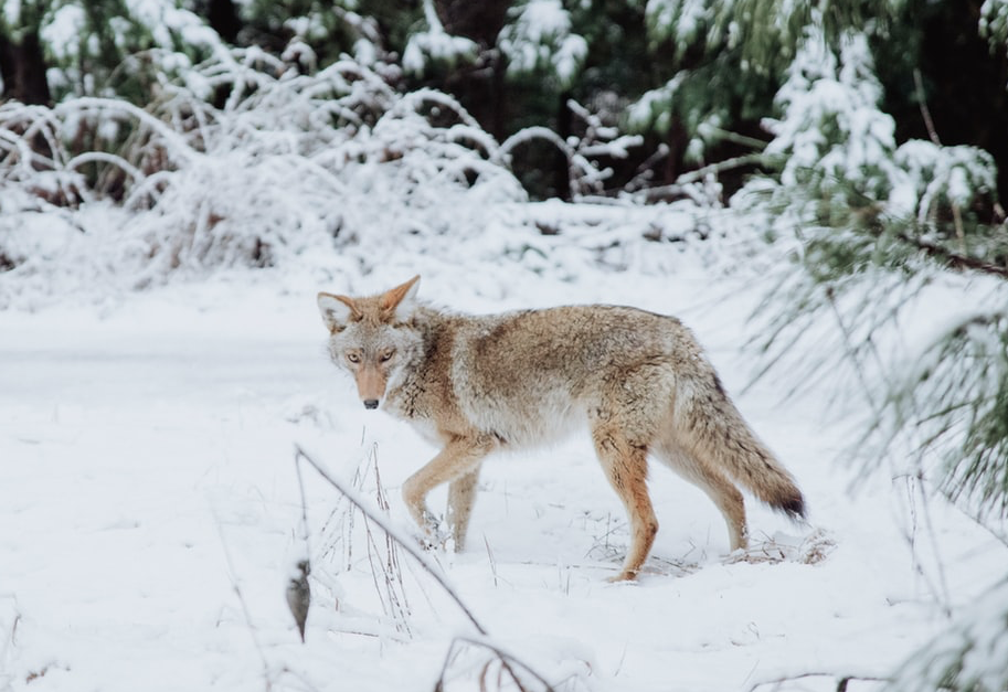 What Is A Furbearer? — Furbearer Conservation