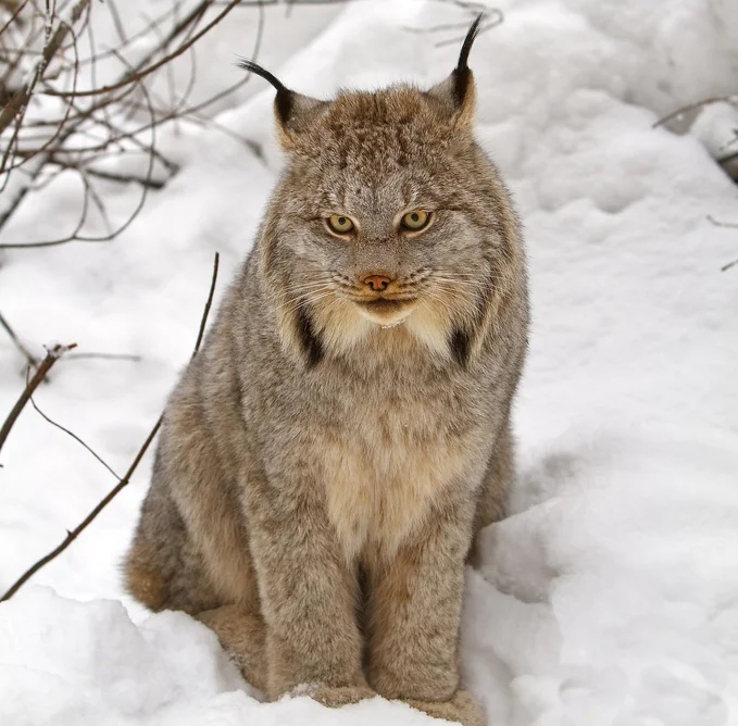 What Is A Furbearer? — Furbearer Conservation