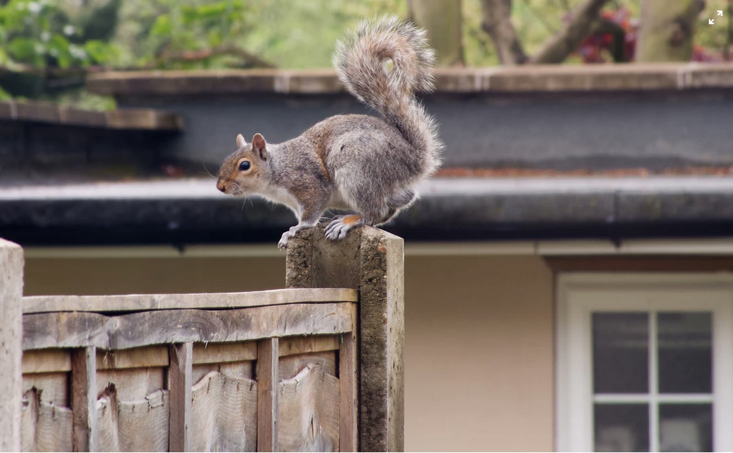 What Is A Furbearer? — Furbearer Conservation