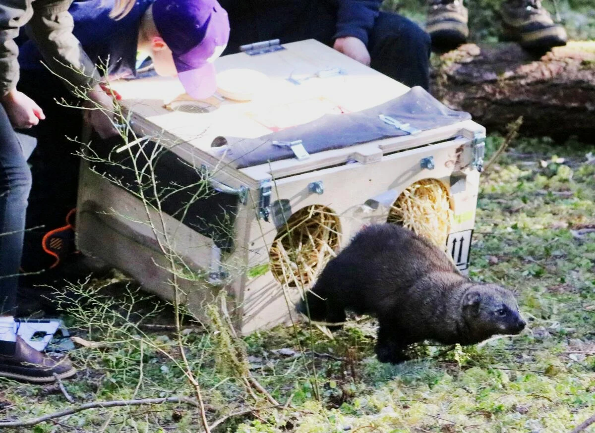 Alberta Trappers play key role in Fisher reintroduction — Furbearer ...