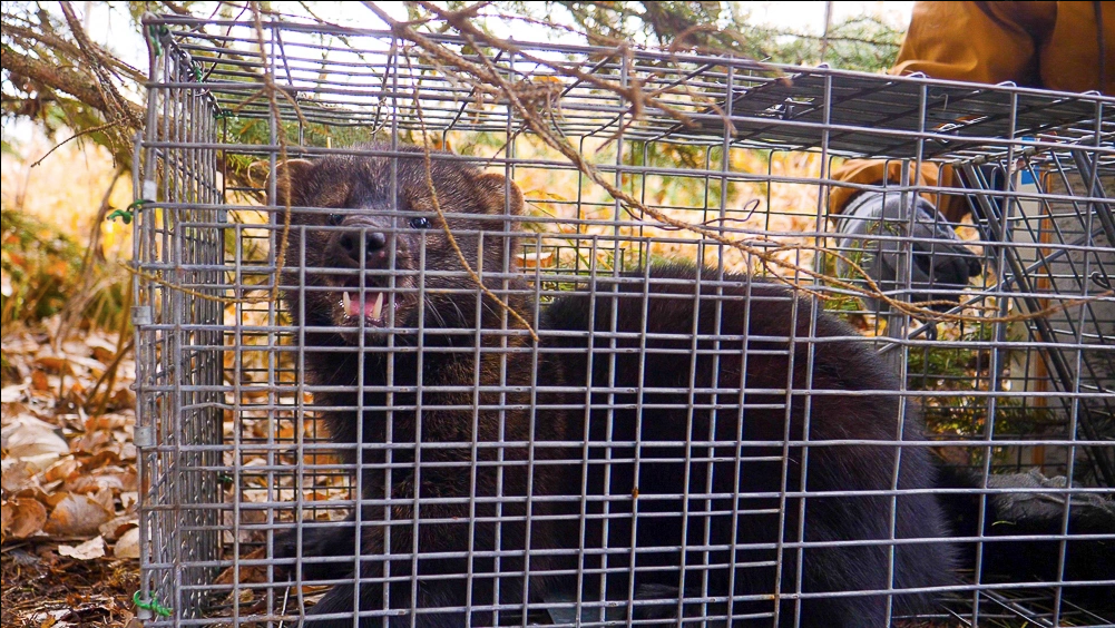 Alberta Trappers play key role in Fisher reintroduction — Furbearer Conservation