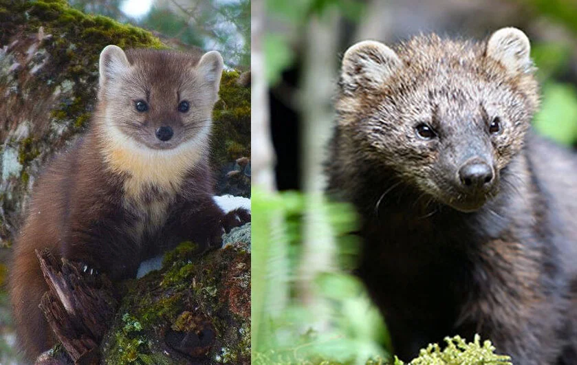 Two weasel-like creatures vying for forest turf in the Northeast ...