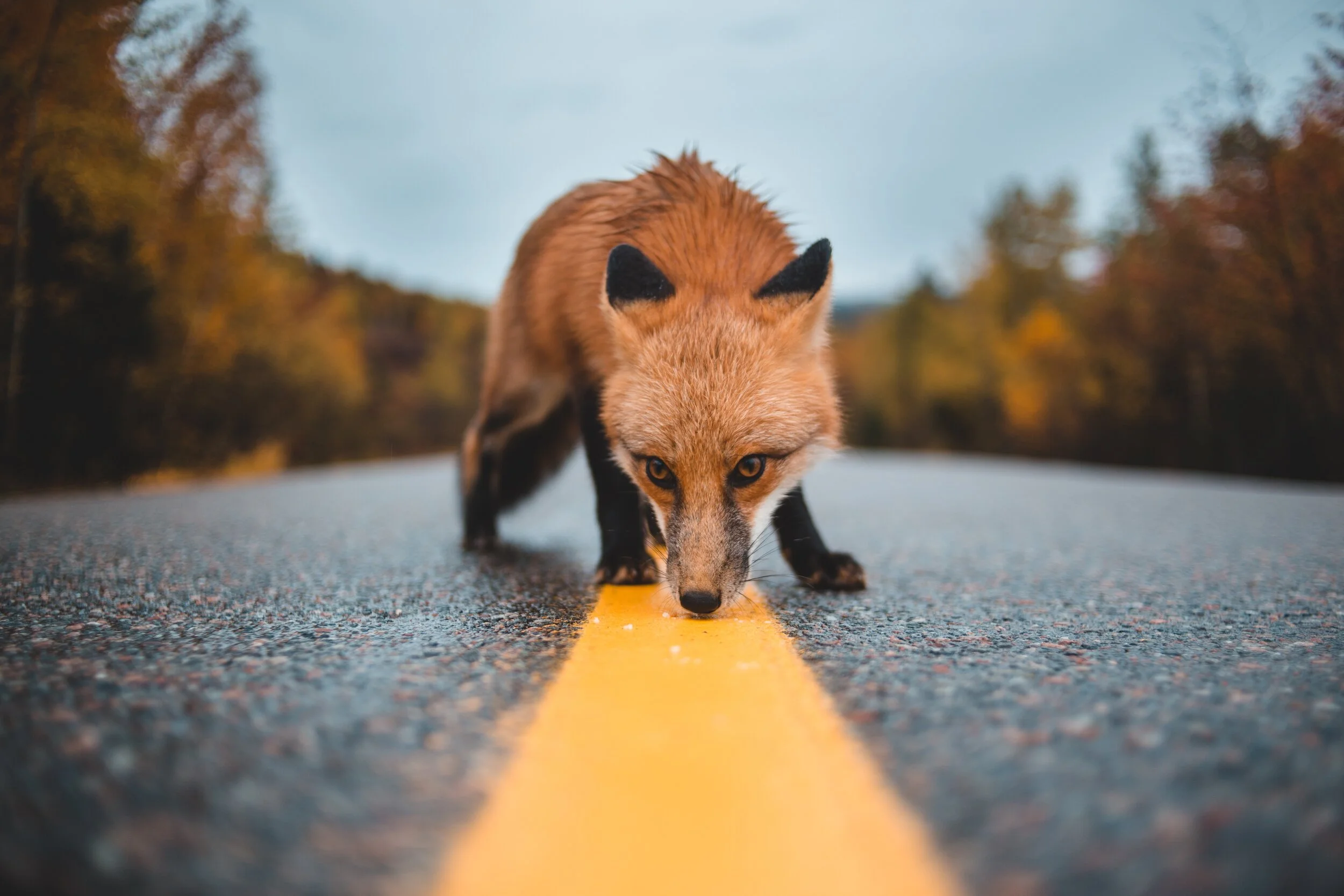 Rash of fox attacks in Maine prompts trapping program — Furbearer ...