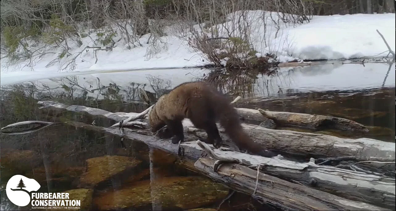 Ever see a Fisher swim? Introducing Trail Cam Tuesdays! — Furbearer ...