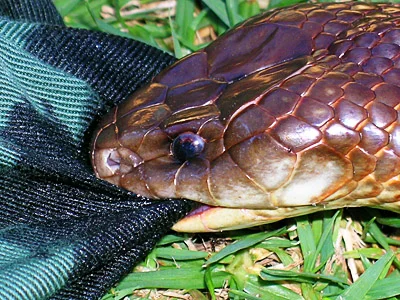 Gallery — Reptile World