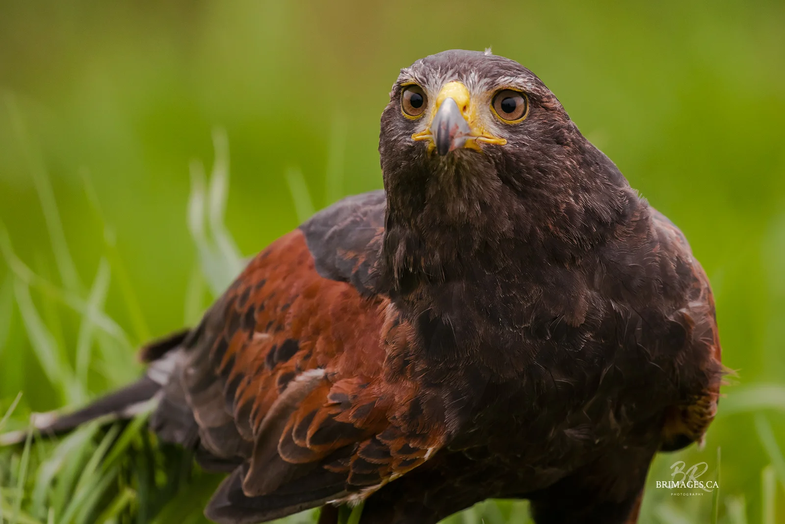 Harris Hawk Falconry