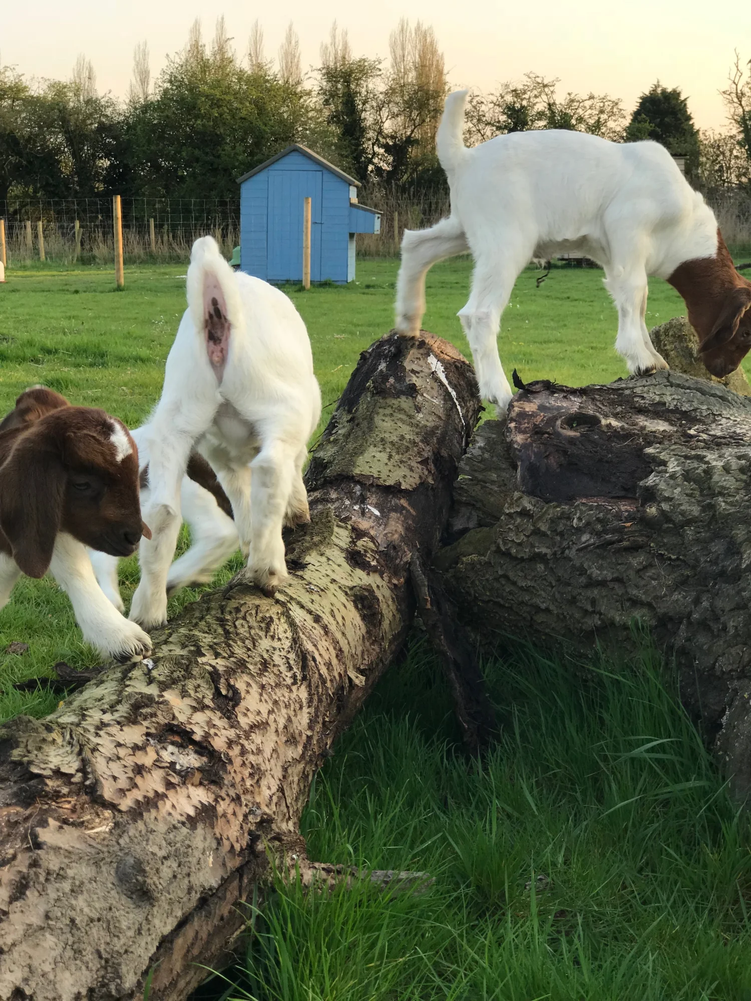 Springfield Farm Campsite