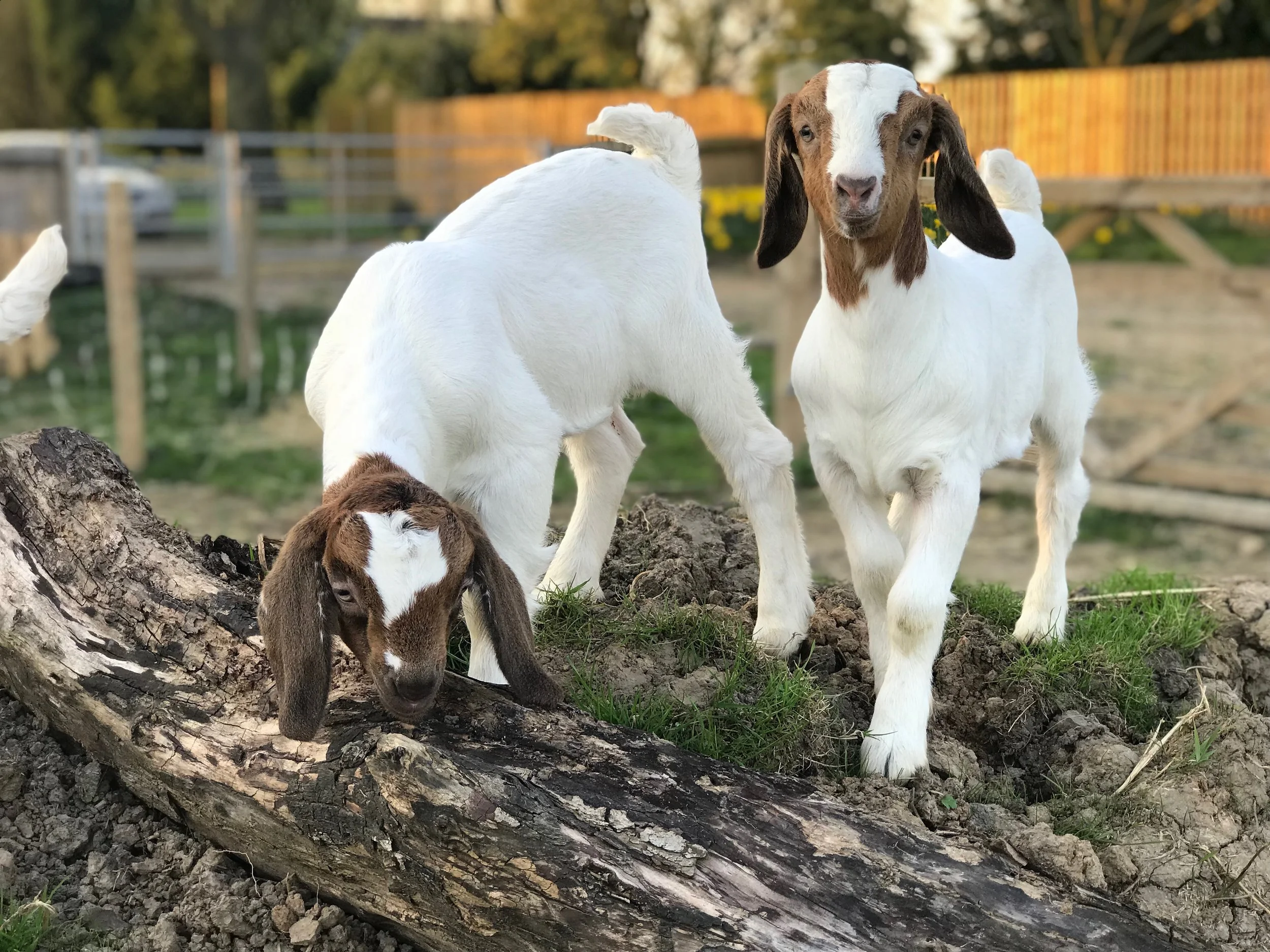 Springfield Farm Campsite