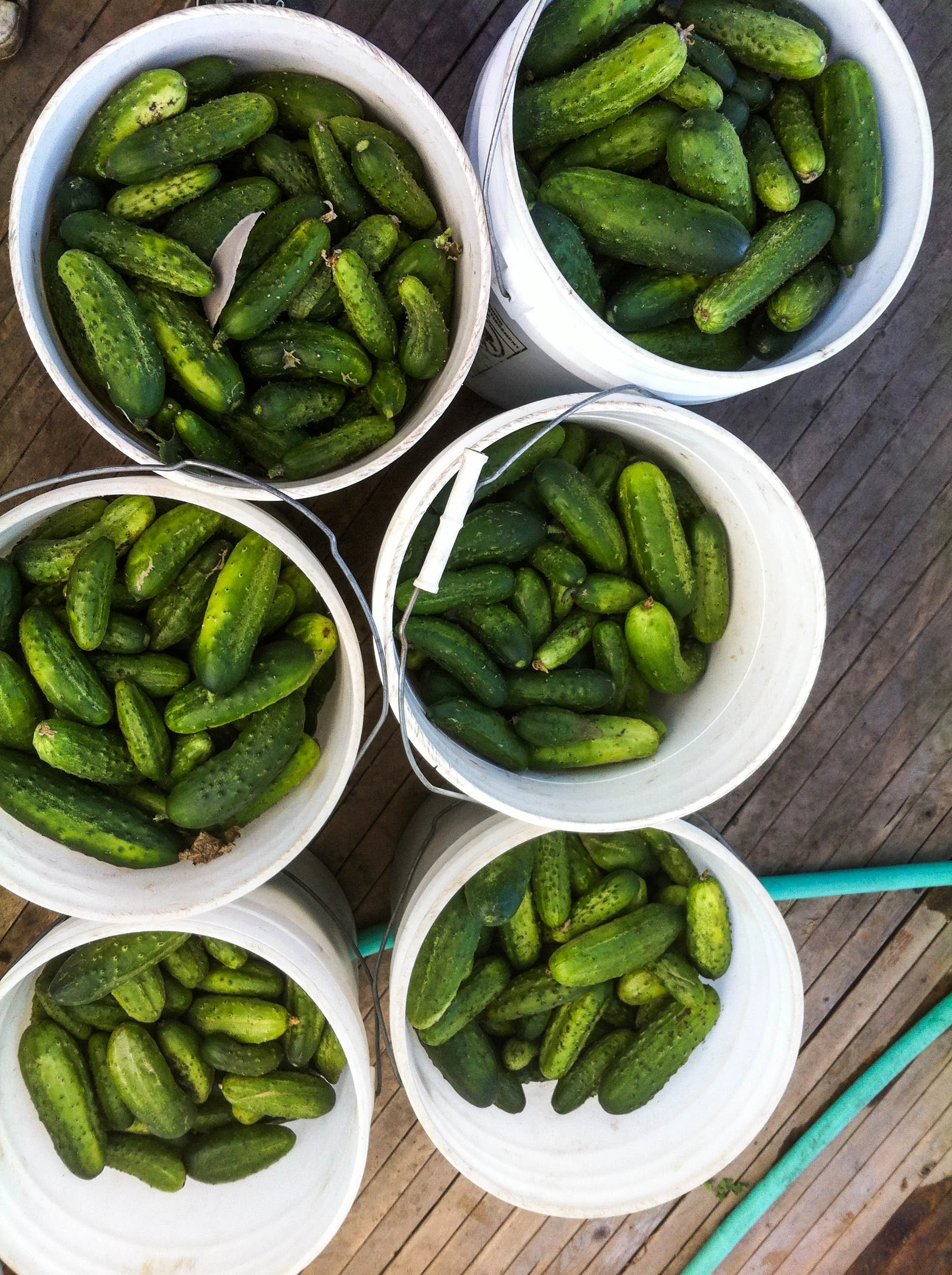 Produce — Sundog Organic Farm