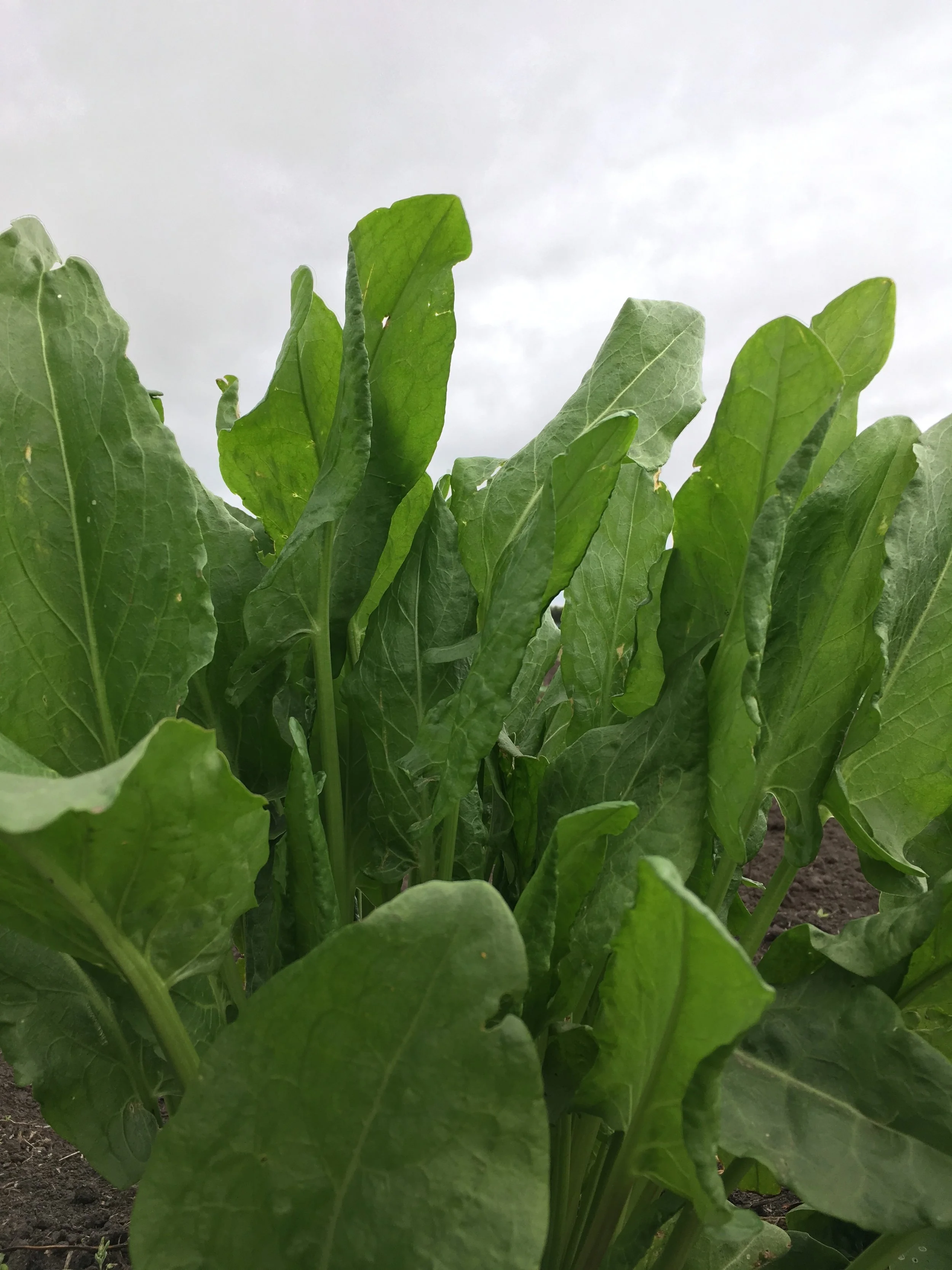 Produce — Sundog Organic Farm