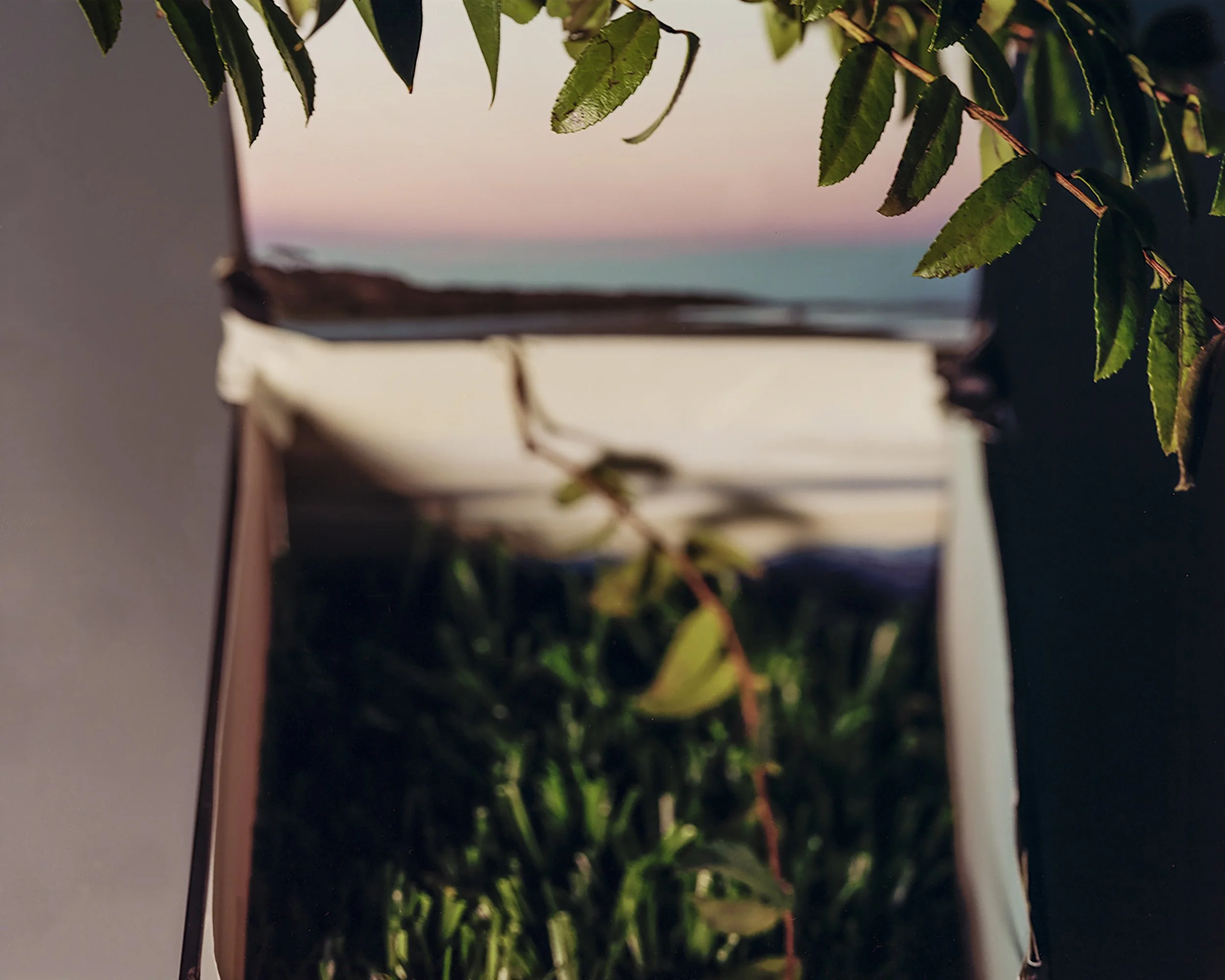 "This is Your Brain on Nature" — Julia Mattis Photography