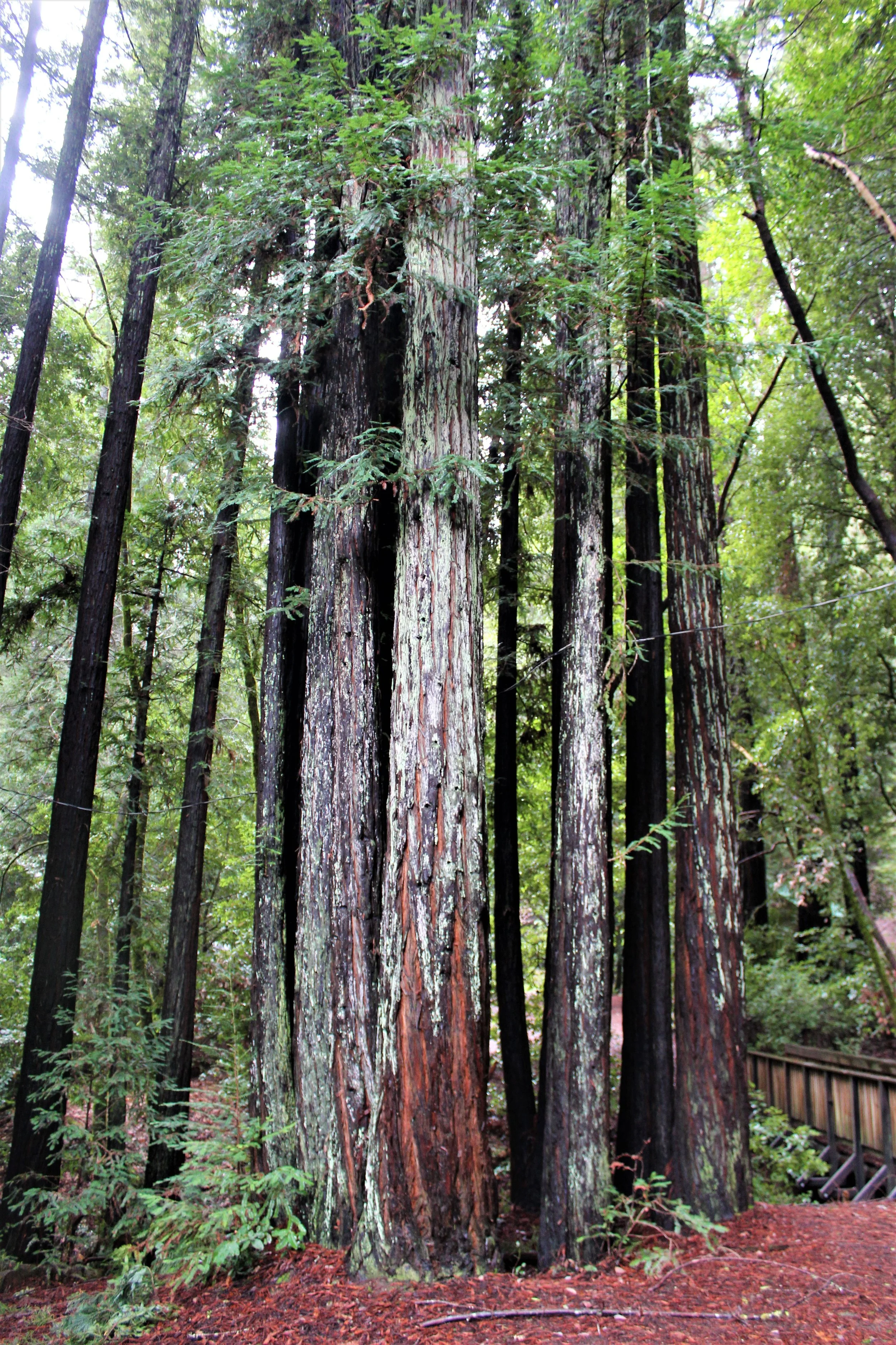 7 Things That Fascinate Me About Redwood Trees — Westminster Woods