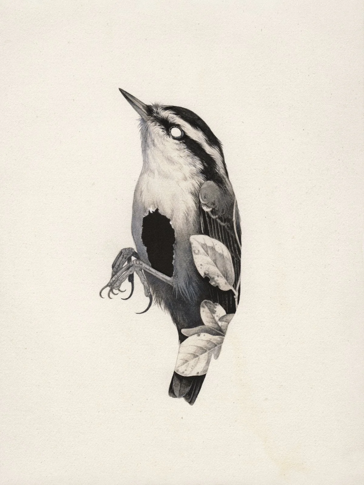 Red Breasted Nuthatch Drawing