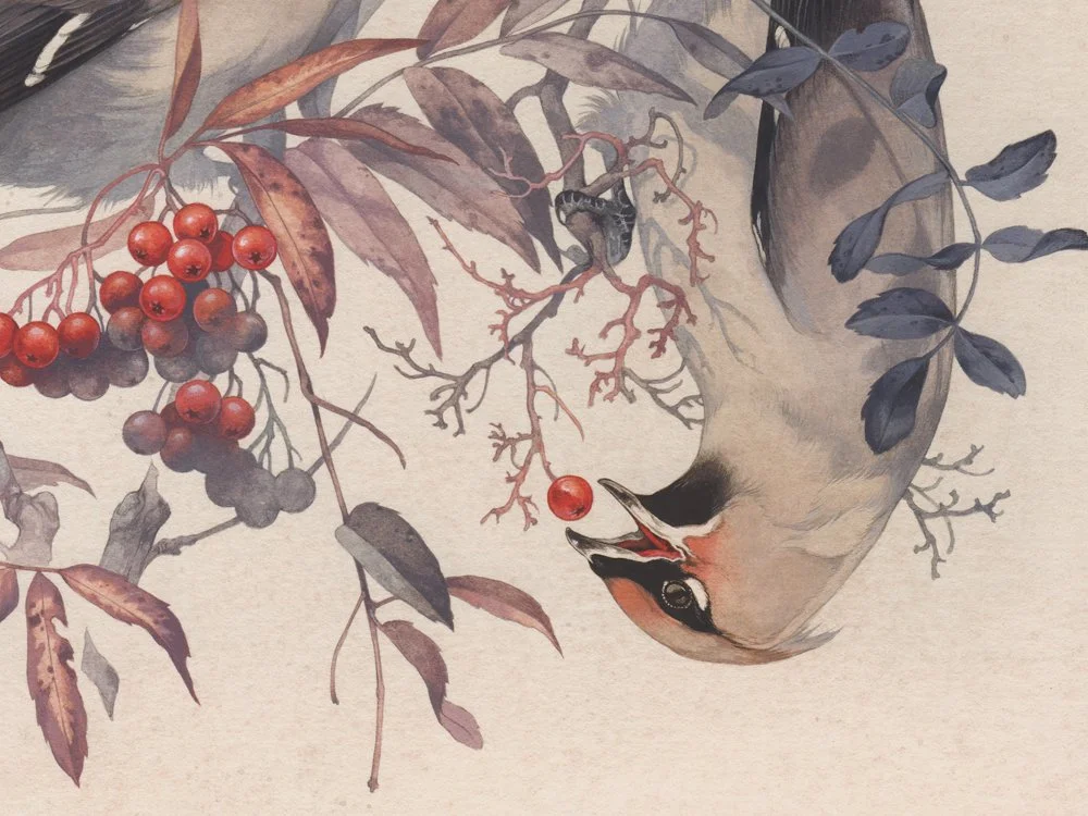 RSPB — teagan white