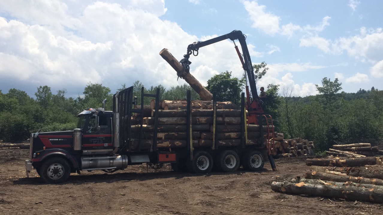 Timber Harvesting — Roberts Brothers Lumber Company