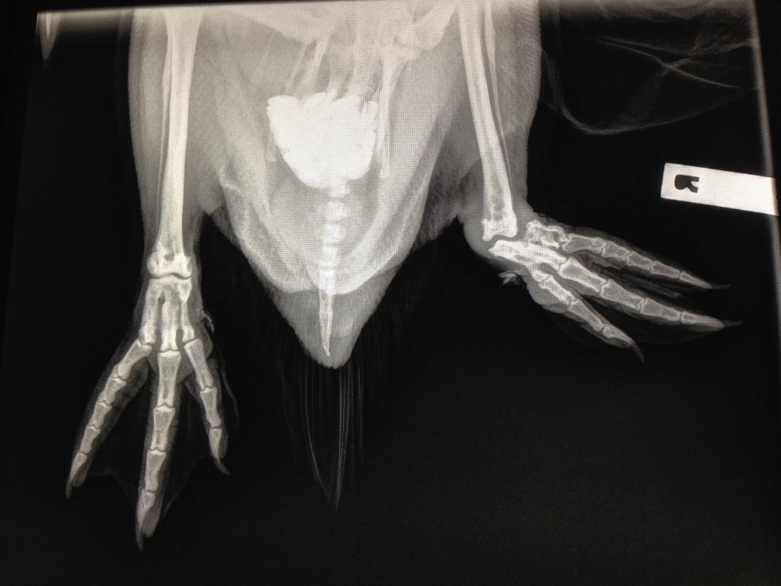 The Wildlife Hospital