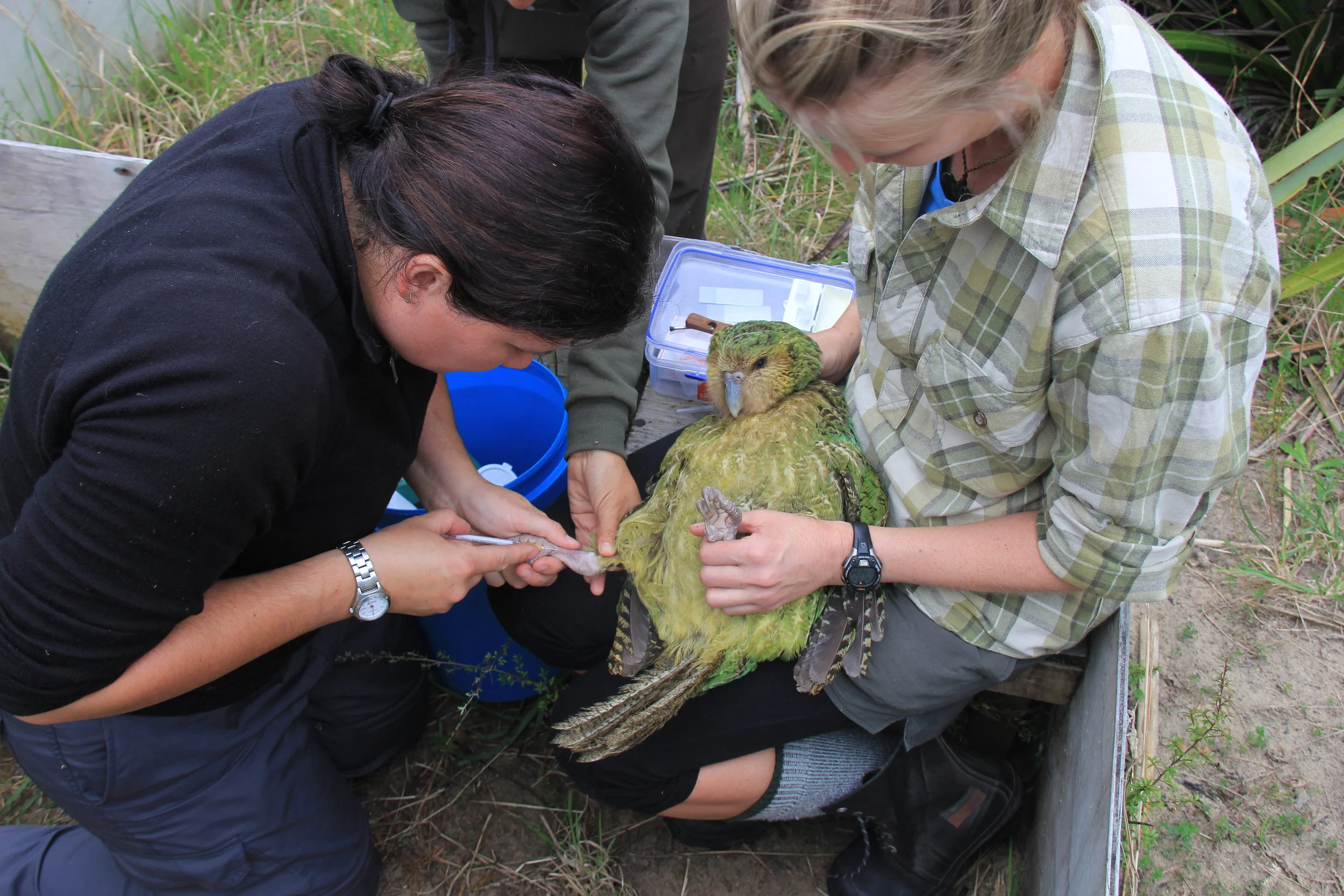 The Wildlife Hospital