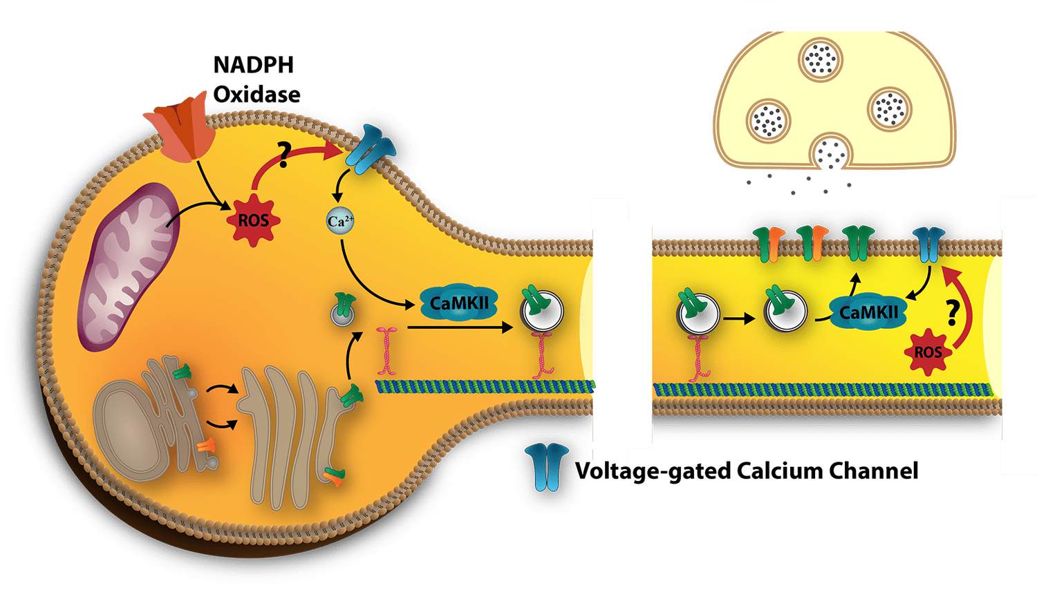 Our Research — Hoerndli Lab