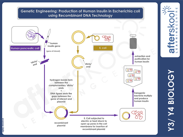 'O' Level Biology: Genetic Engineering Summary Guide — AfterSkool ...