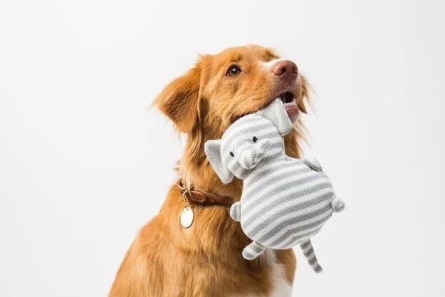 Online Puppy and Dog Training Courses | Waggle Tails
