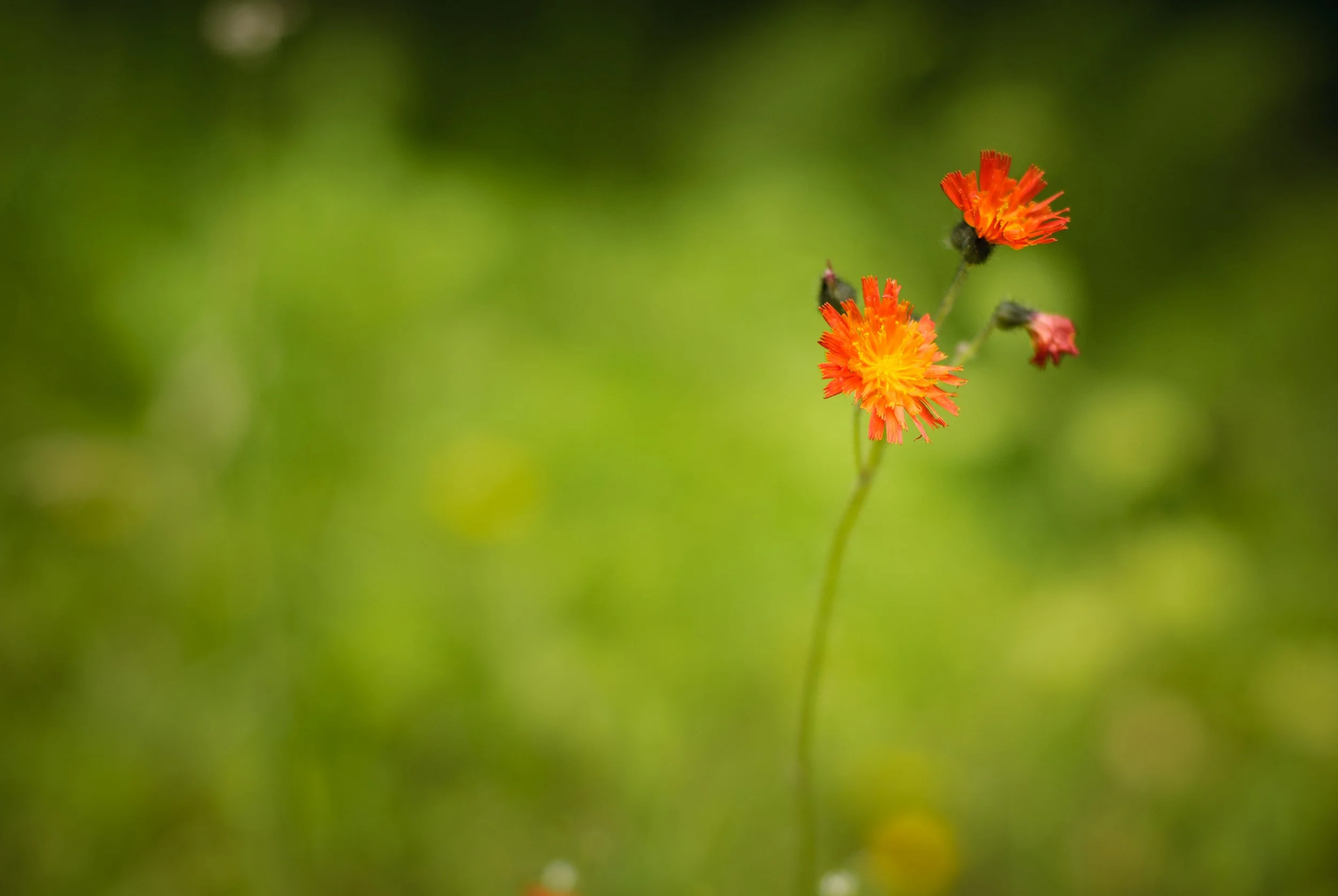 Using the Nikon D200 Alongside Modern Cameras