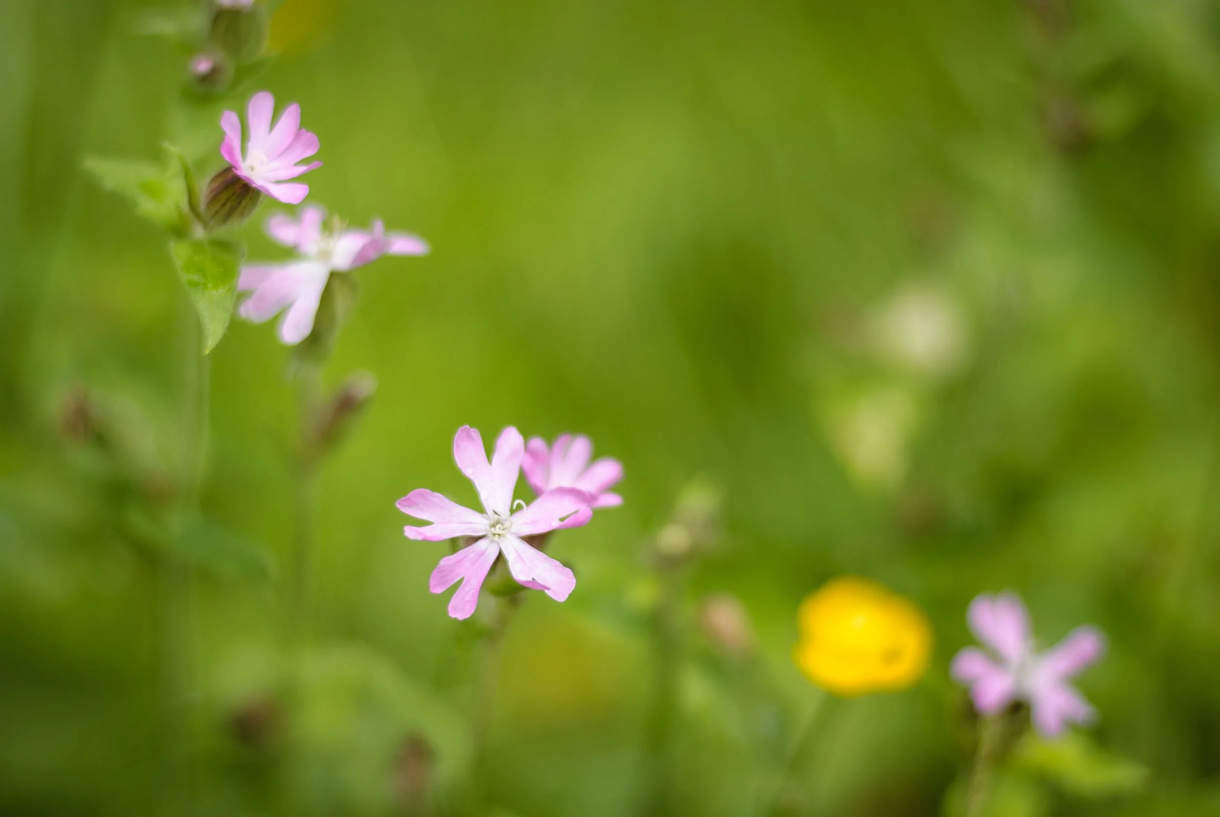 Using the Nikon D200 Alongside Modern Cameras