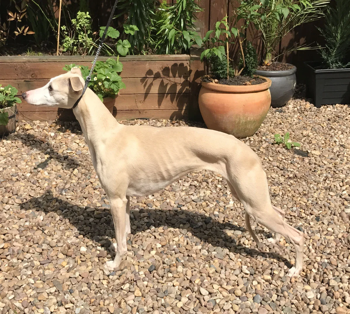 Russell Sykes Whippet
