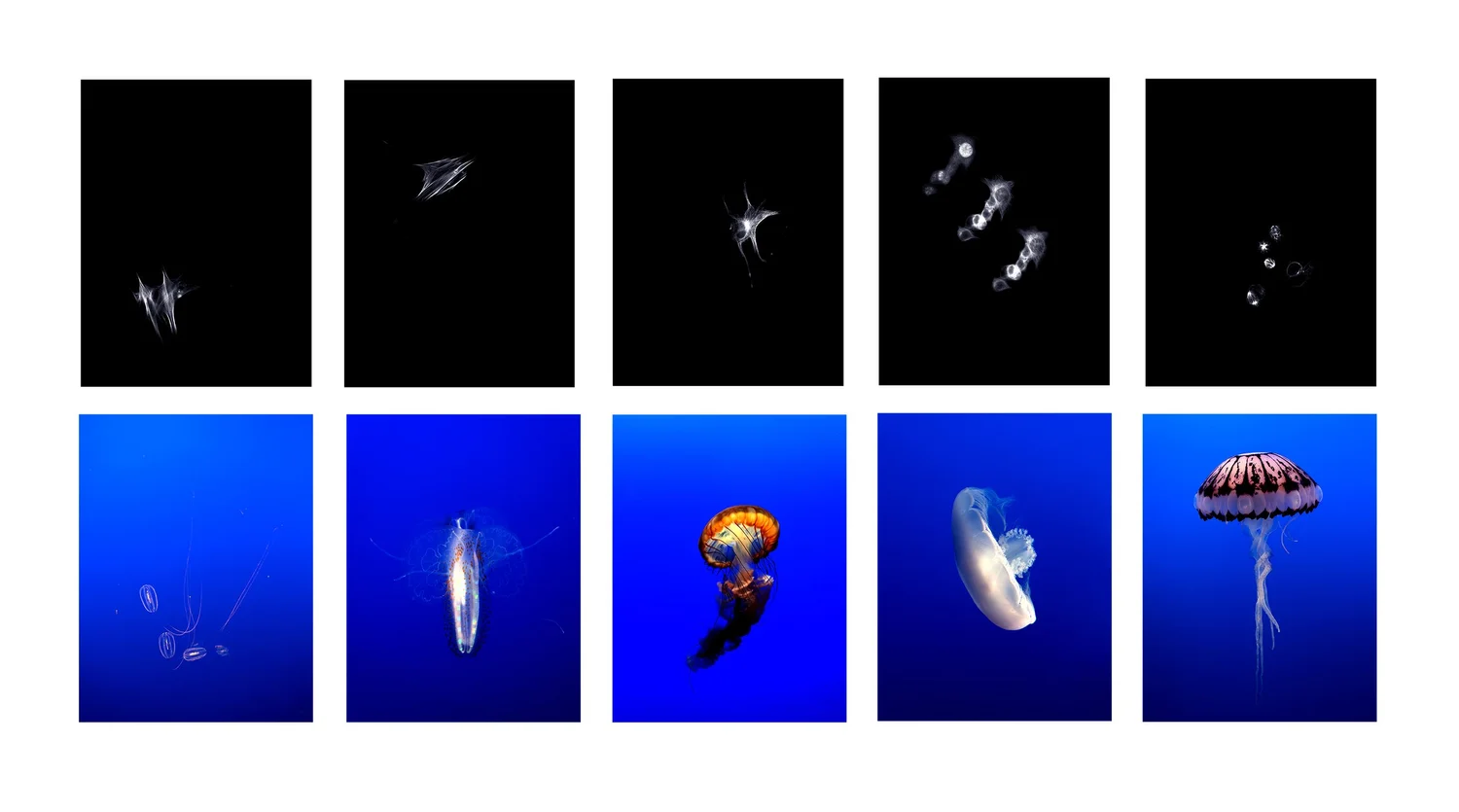 Luminescense — REBECCA CUMMINS