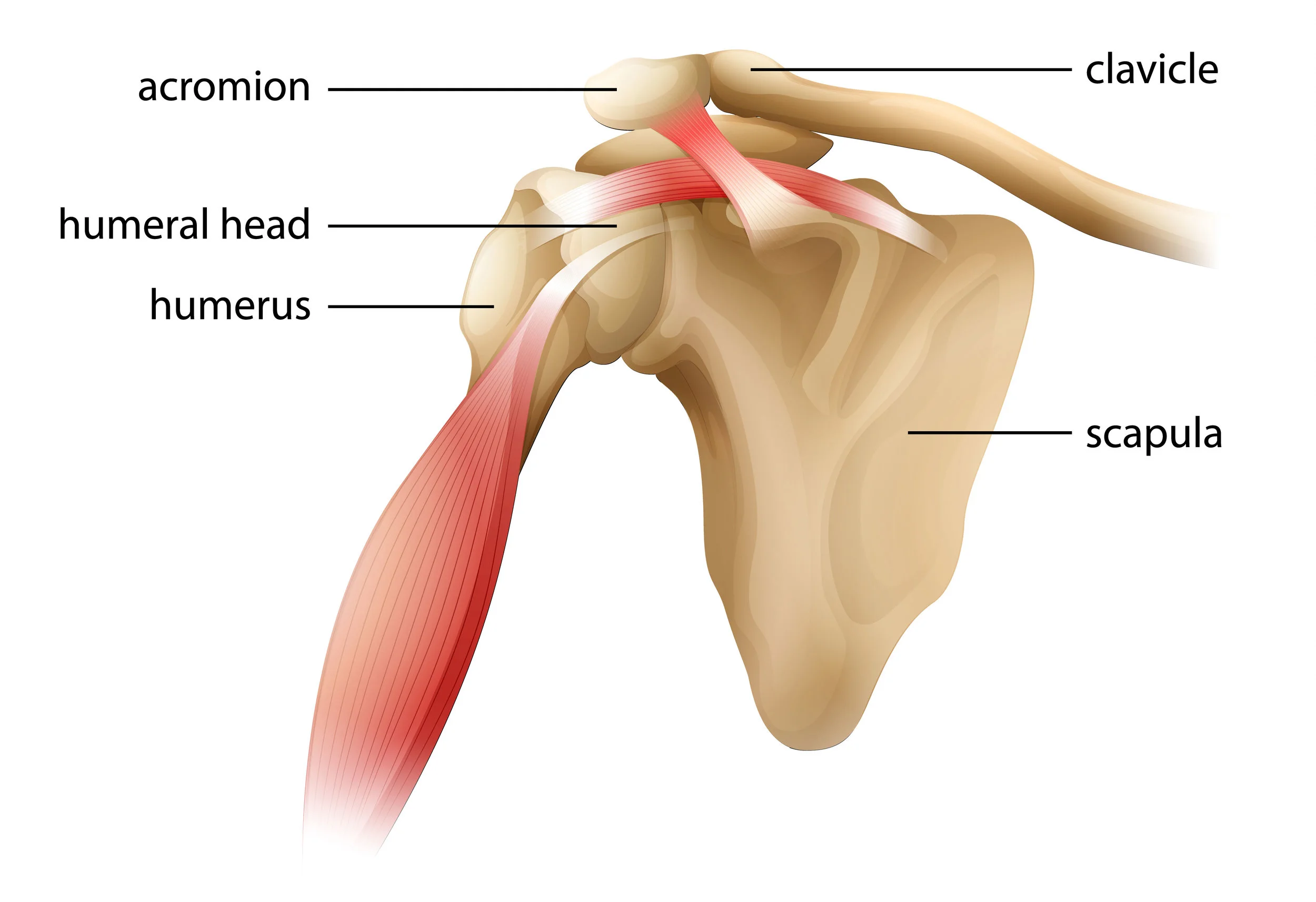 Shoulder Joint Pain Causes Treatment Dr Chris Homan