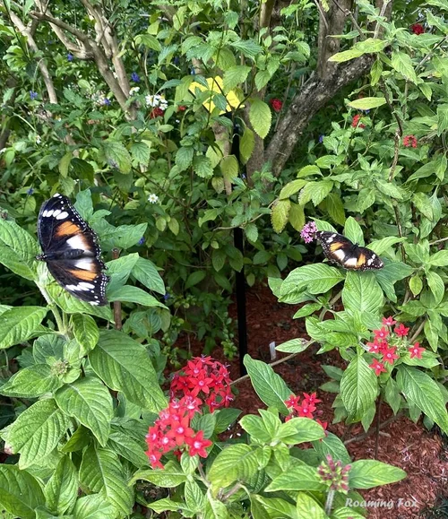 Bribie Island Butterfly House — Roaming Fox | Travel Blogger and Writer ...