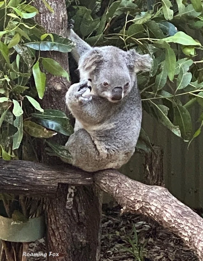 Brisbane Day Trips Daisy Hill Conservation Park — Roaming Fox | Travel ...