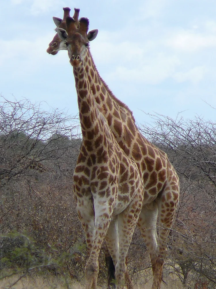 Makgadikgadi Pans, Okavango Delta and Moremi Game Reserve. — Roaming ...