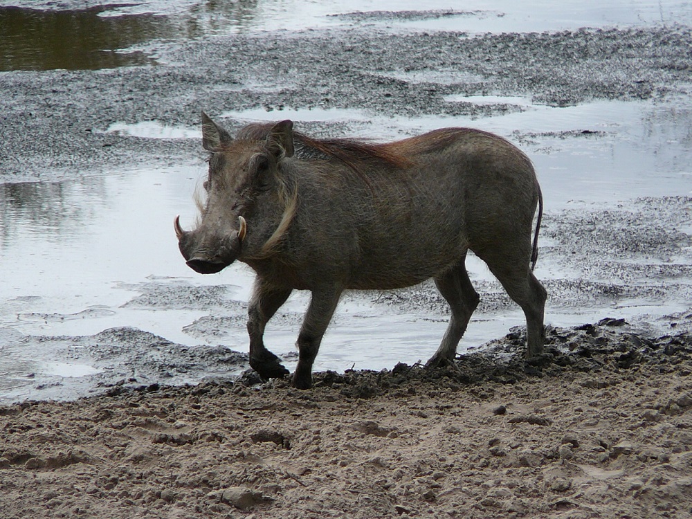 Makgadikgadi Pans, Okavango Delta and Moremi Game Reserve. — Roaming ...