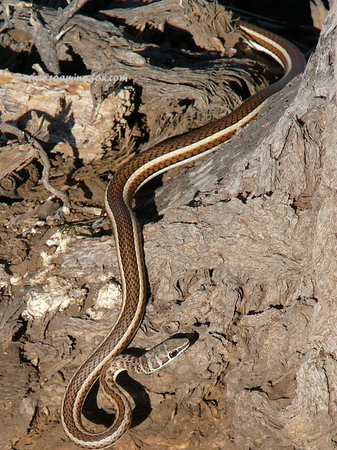Camping at Mazhou campsite, Mapungubwe National Park — Roaming Fox ...