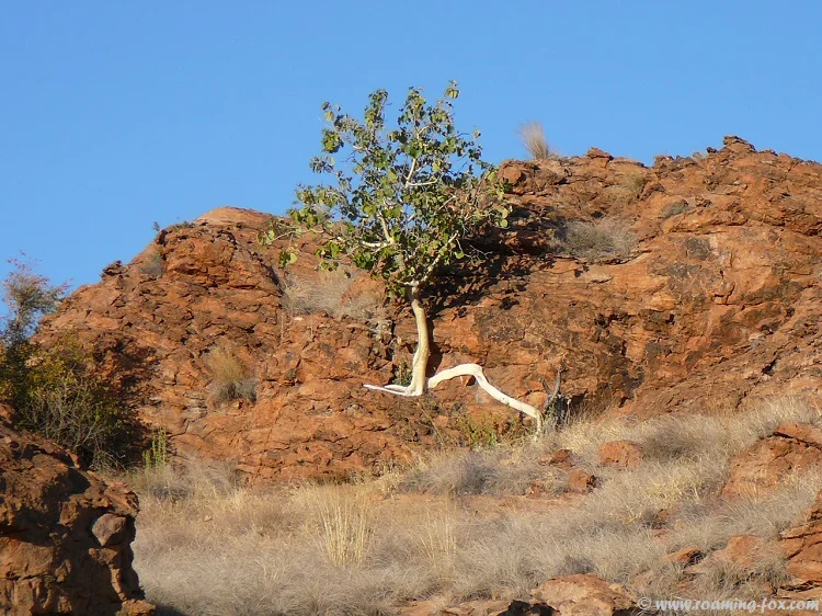 Camping at Mazhou campsite, Mapungubwe National Park — Roaming Fox ...