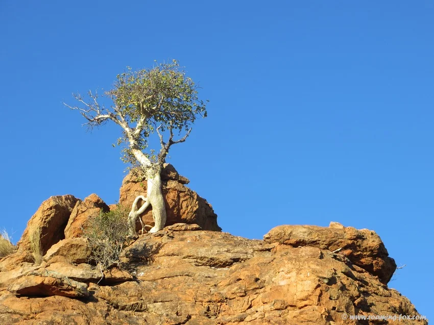 Camping at Mazhou campsite, Mapungubwe National Park — Roaming Fox ...