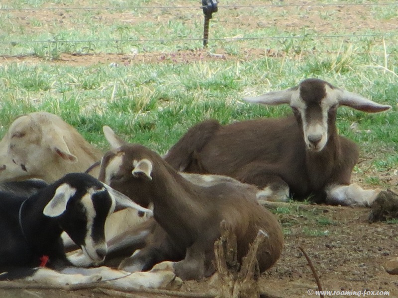 Safari getaways and bushveld experiences in the Waterberg — Roaming Fox ...