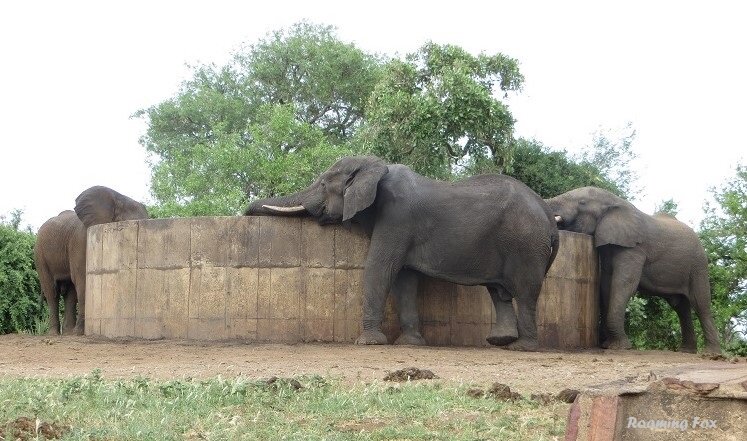 10 Day Safari in Kruger National Park from South to North — Roaming Fox ...