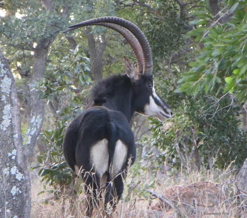 Amazing facts and fables about cute wildlife bums in the world ...