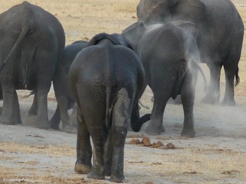 Amazing facts and fables about cute wildlife bums in the world ...