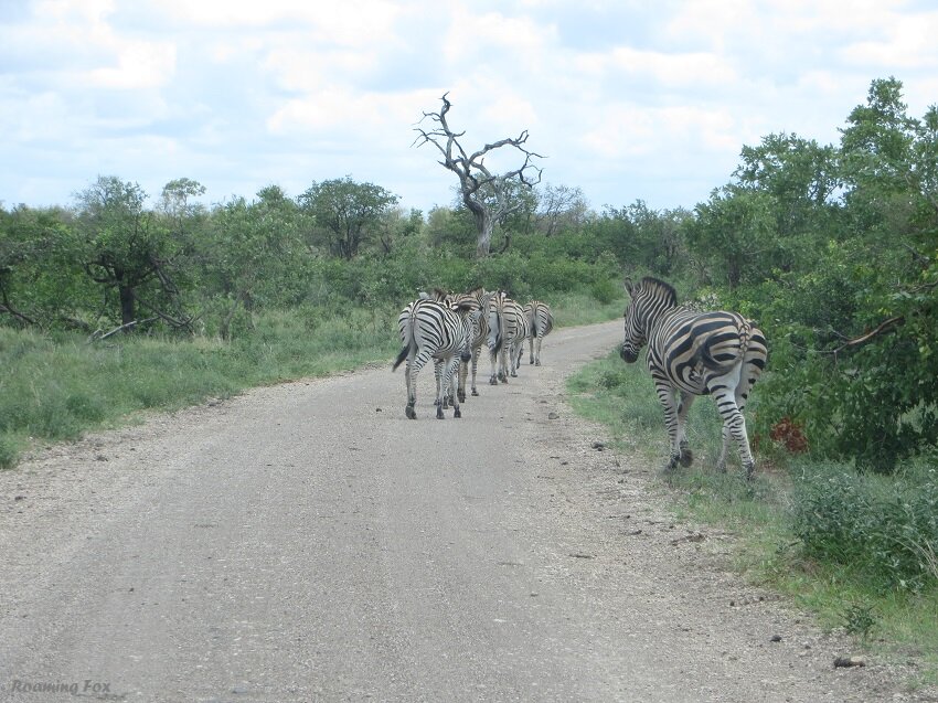 Amazing facts and fables about cute wildlife bums in the world ...