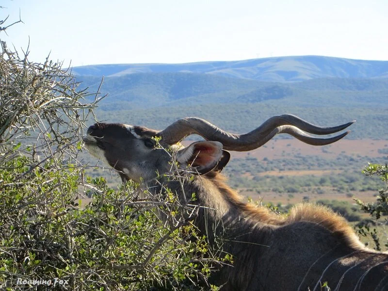 Facts about Addo Elephant National Park — Roaming Fox | Travel Blogger ...