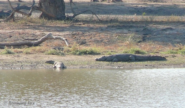 Mana Pools National Park Zimbabwe — Roaming Fox | Travel Blogger and ...