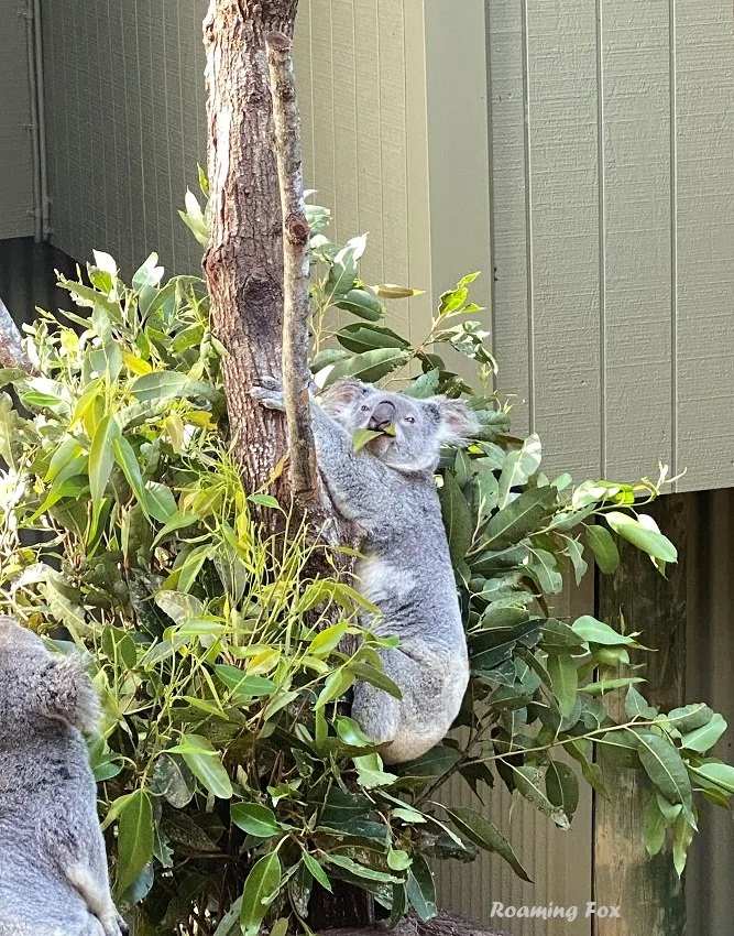 Brisbane Day Trips Daisy Hill Conservation Park — Roaming Fox | Travel ...
