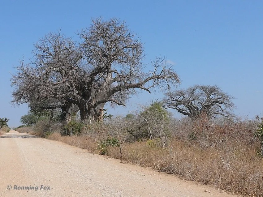 A brief glimpse of Zimbabwe — Roaming Fox | Travel Blogger and Writer ...