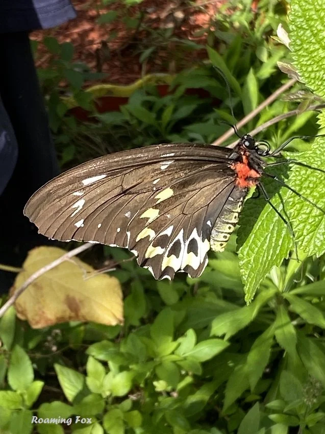 Bribie Island Butterfly House — Roaming Fox | Travel Blogger and Writer ...