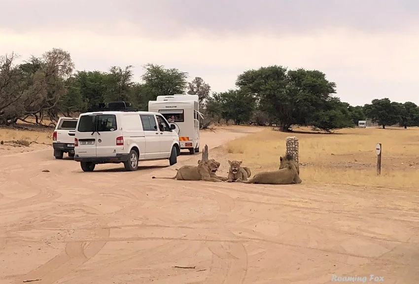 Dangerous Safari Encounters — Roaming Fox | Travel Blogger and Writer ...