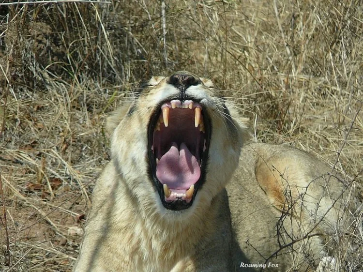 African safari tips and packing list — Roaming Fox | Travel Blogger and ...