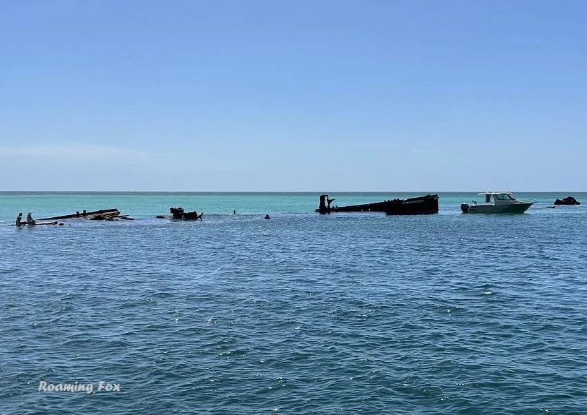 Brisbane Day Trip – Snorkel Tangalooma wrecks — Roaming Fox | Travel ...